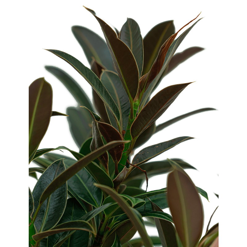 Ficus Elastica Melany online bestellen? | Fleur.nl