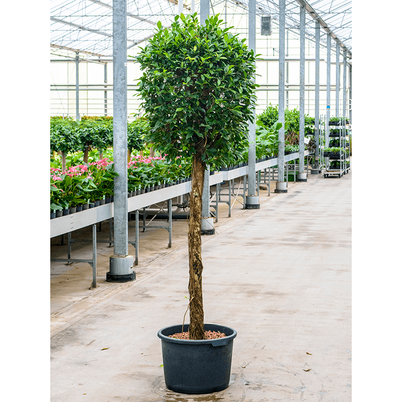 Ficus Microcarpa Nitida hydrocultuur eenvoudig en snel online bestellen?