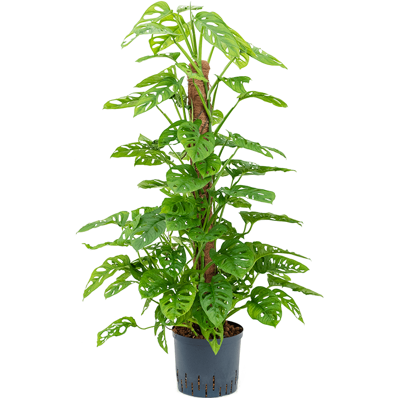Monstera Adansonii mosstok hydrocultuur eenvoudig en snel online bestellen?