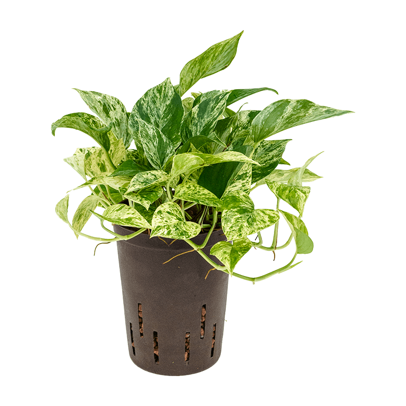 Scindapsus Marble Queen hydrocultuur eenvoudig online bestellen?