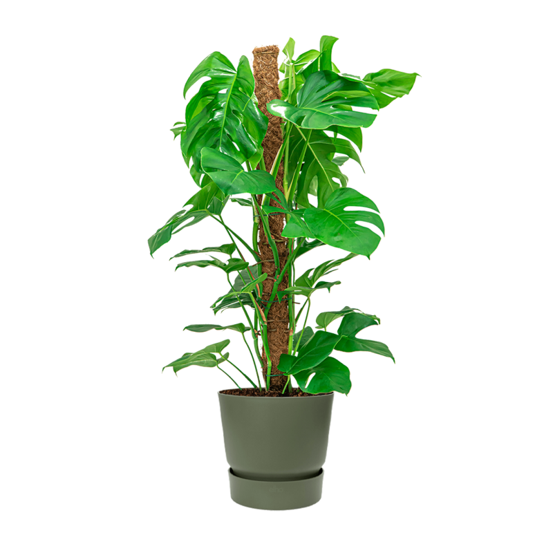 Monstera mosstok in Greenville eenvoudig en snel online bestellen?