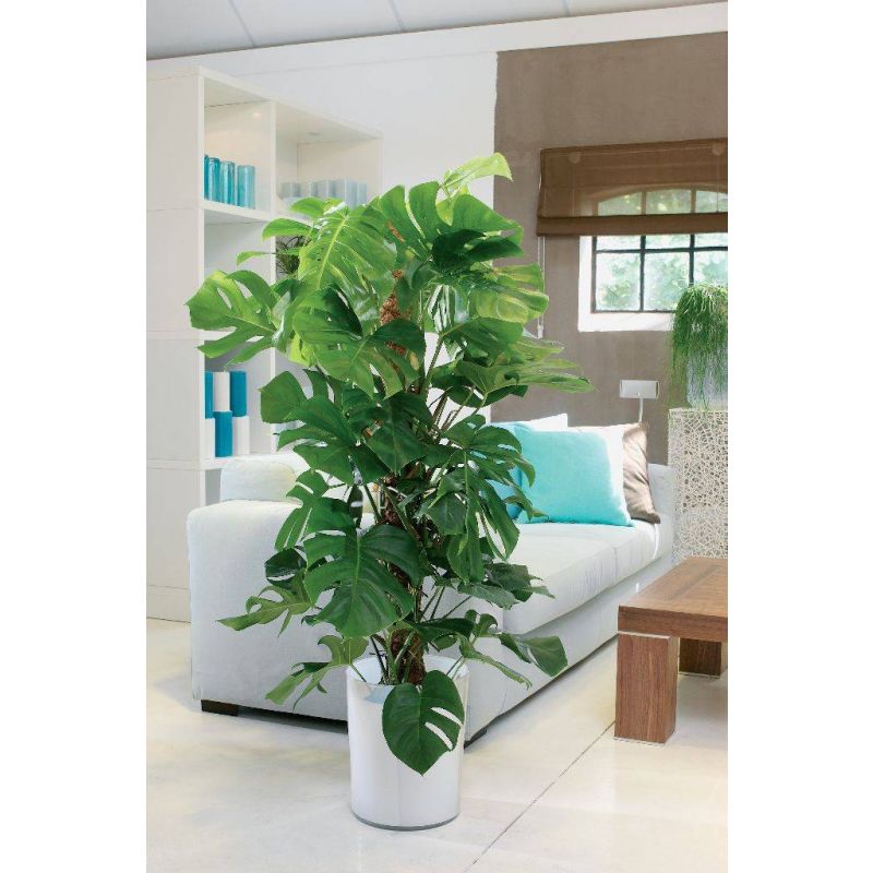 Monstera Gatenplant Mosstok snel online bestellen?