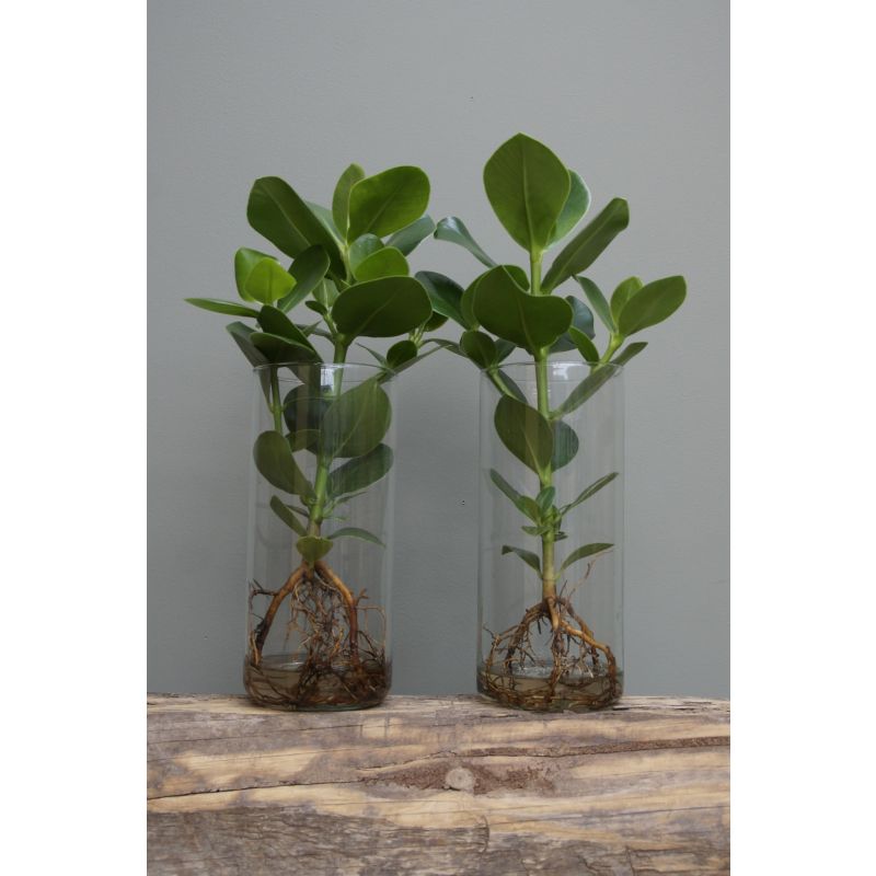 Clusia Prinses Rosea in vaas eenvoudig en snel online bestellen?