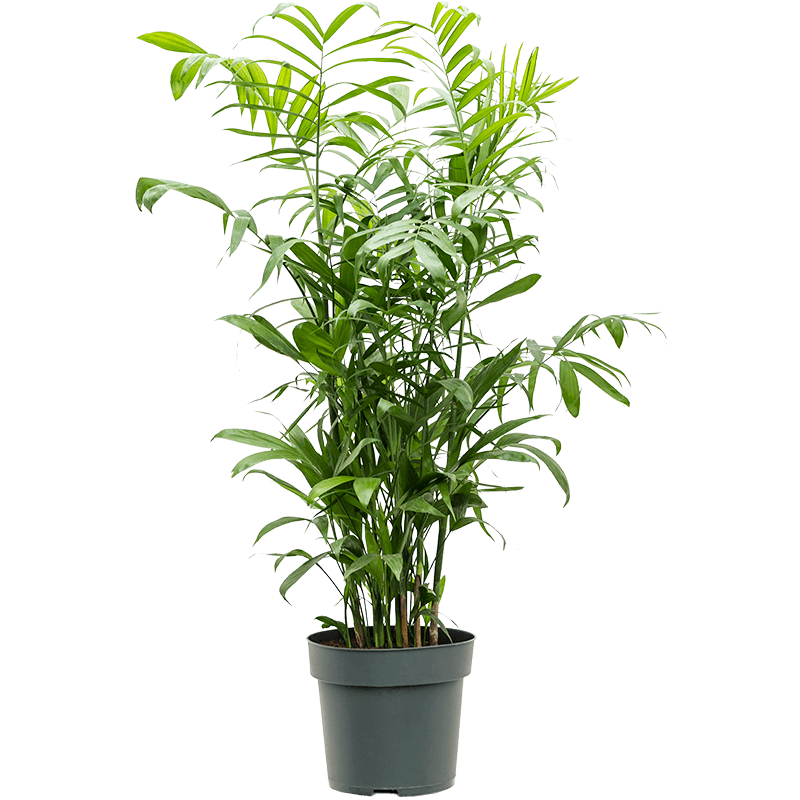 Chamaedorea Seifrizii Large eenvoudig en snel online bestellen?