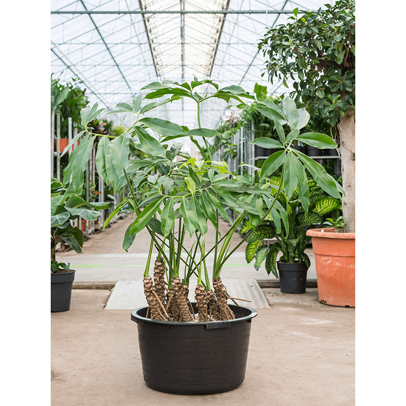 Philodendron in Fun Bun eenvoudig en snel online bestellen?