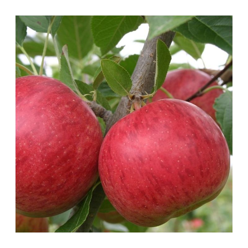 Malus domestica Ecolette appelboom eenvoudig en snel online bestellen?