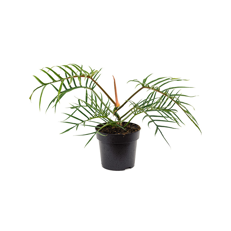 Philodendron 'Polypodioides Tortum' online bestellen? | Fleur.nl