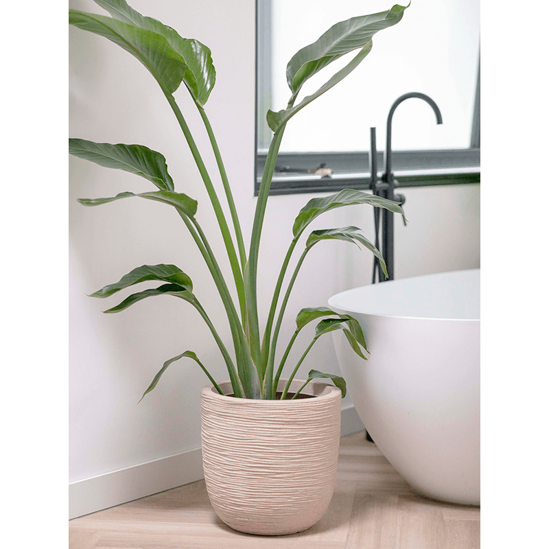 Capi Lux Waste Rib Egg Beige eenvoudig en snel online bestellen?