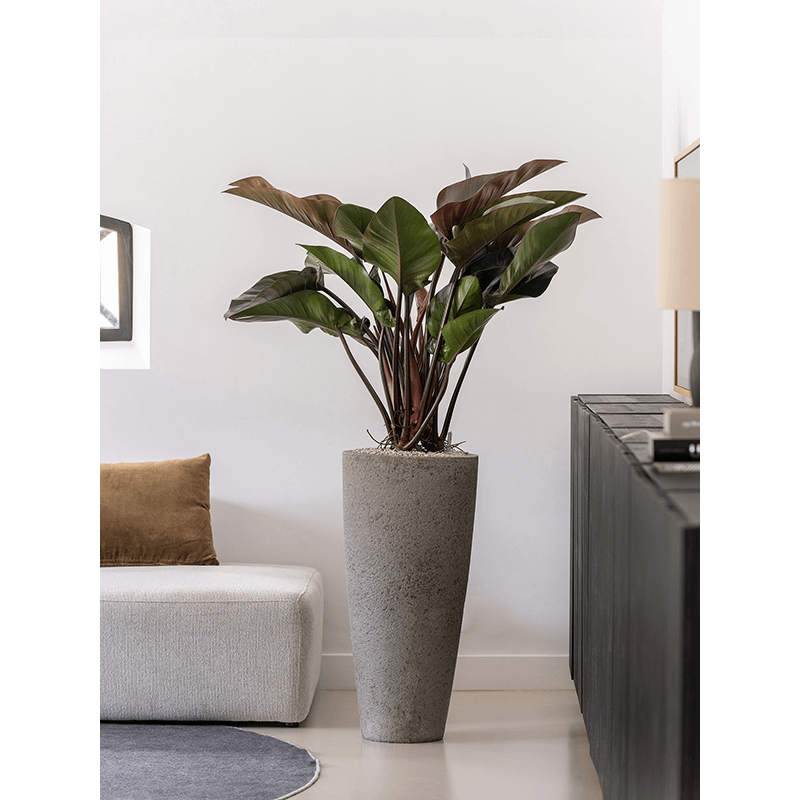 Cement Diotiet Dax Grijs van Pottery Pots online bestellen?