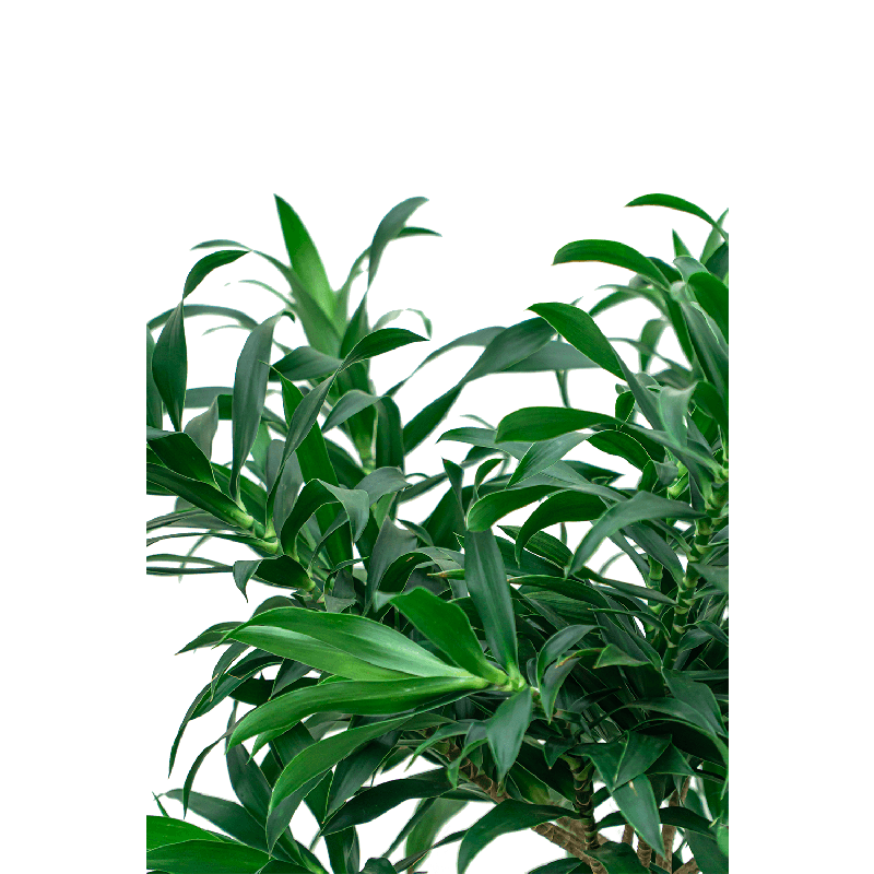 Pleomele Song of Jamaica hydrocultuur eenvoudig en snel online bestellen?