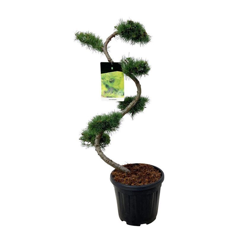 Larix kaempferi - bonsai eenvoudig en snel online bestellen?