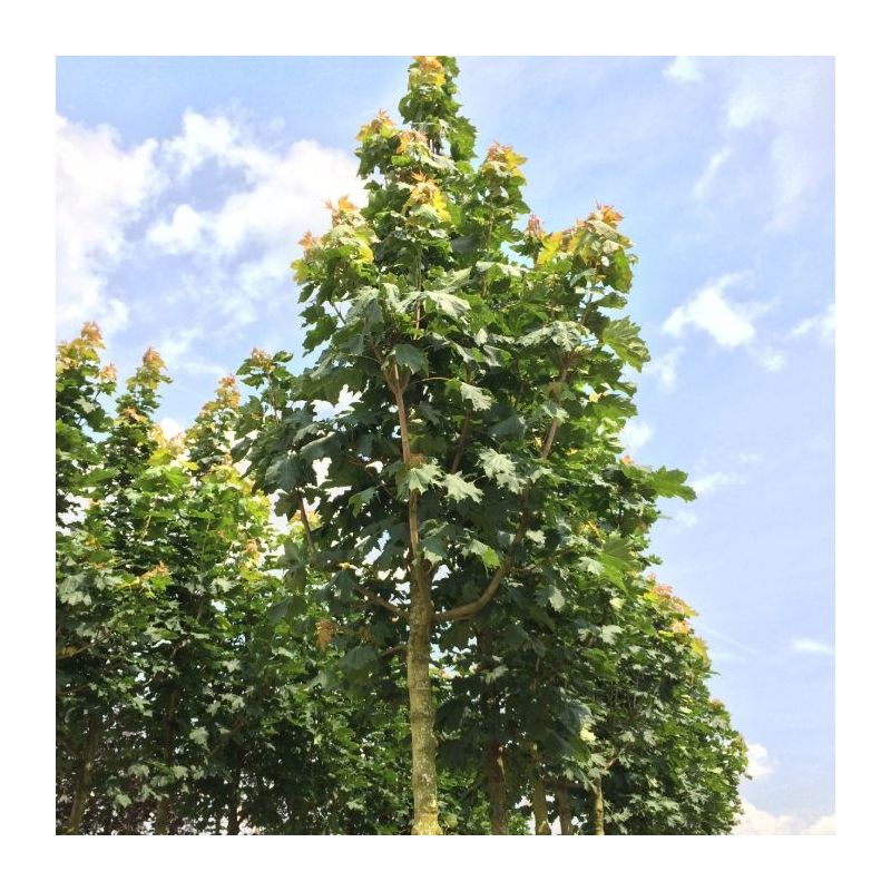 Acer Platanoides Columnare eenvoudig en snel bestellen?