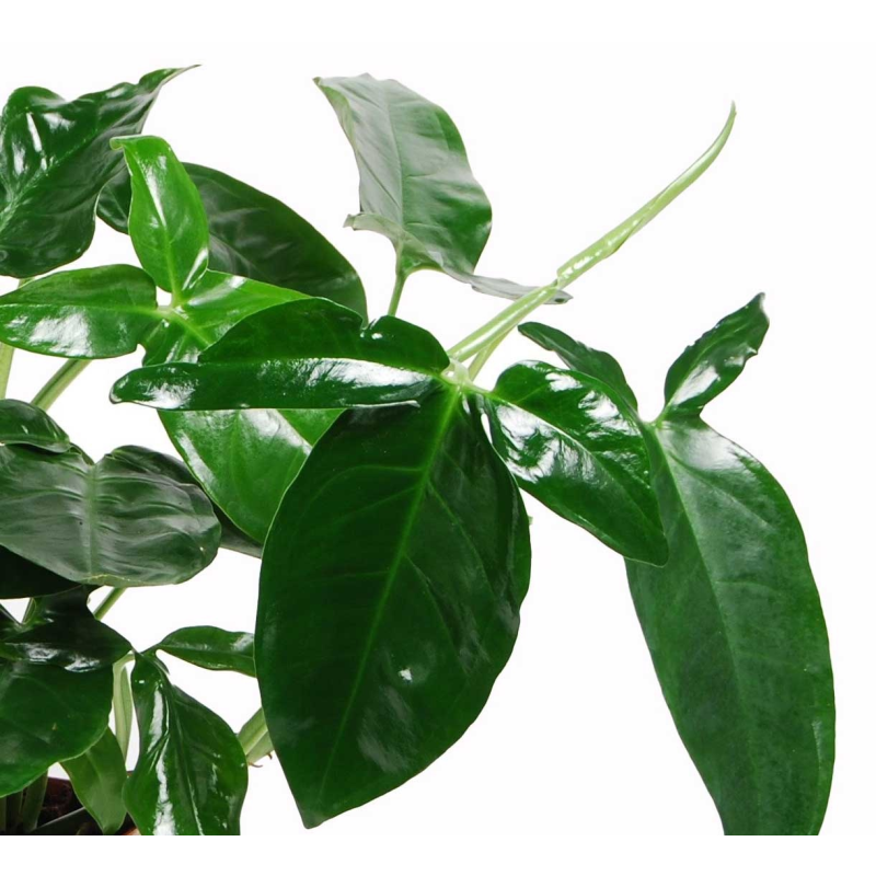 Syngonium Trileaf Wonder hydrocultuur eenvoudig online bestellen?