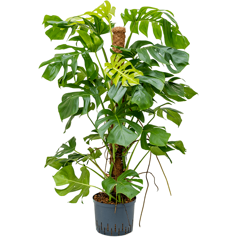 Monstera Deliciosa mosstok hydrocultuur eenvoudig en snel online bestellen?