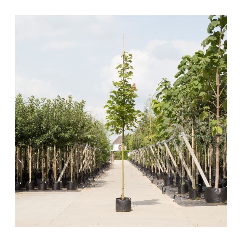 Acer Platanoides Columnare eenvoudig en snel bestellen?