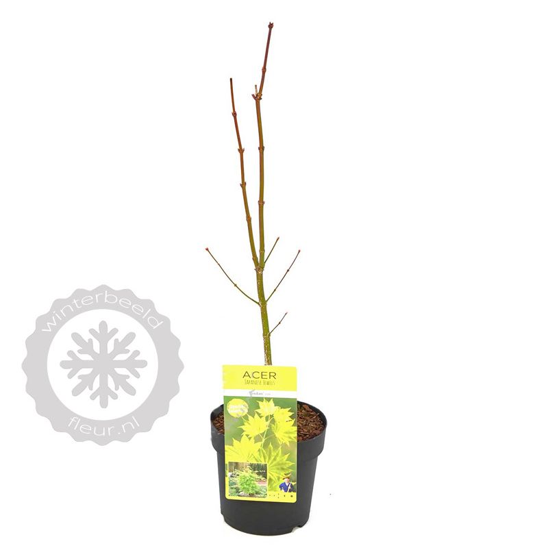 De Acer shirasawanum 'Jordan' eenvoudig en snel online bestellen?