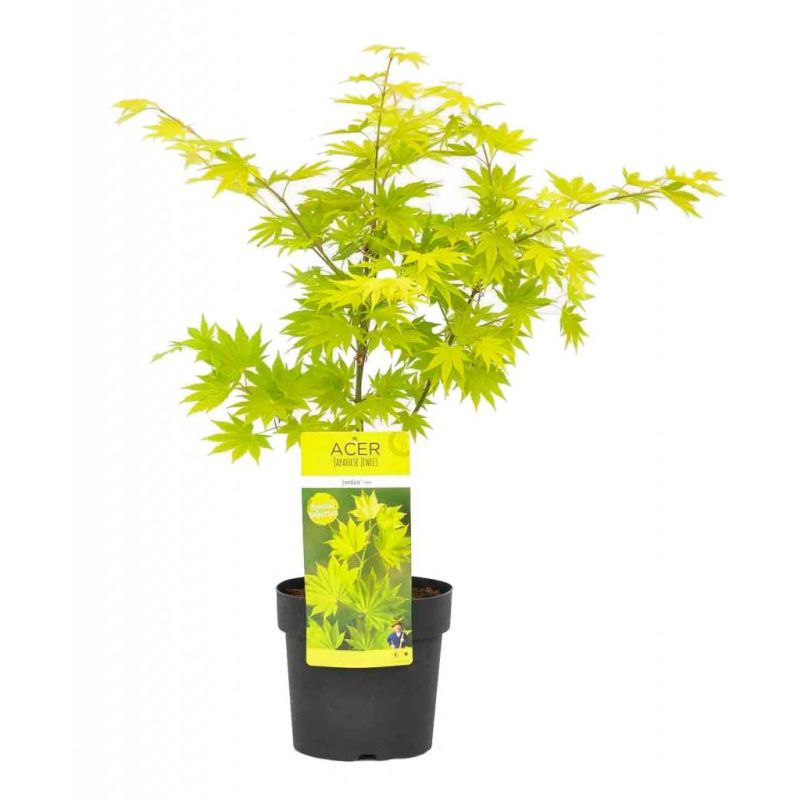 De Acer shirasawanum 'Jordan' eenvoudig en snel online bestellen?