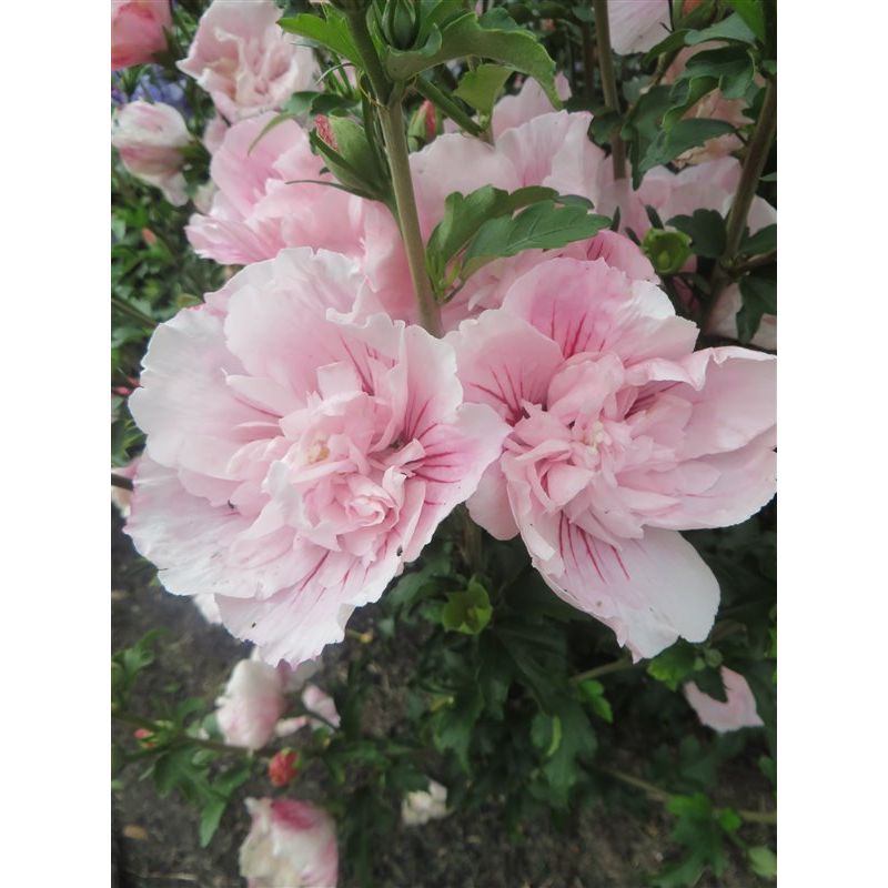Hibiscus Syriacus Chiffon eenvoudig en snel online bestellen?