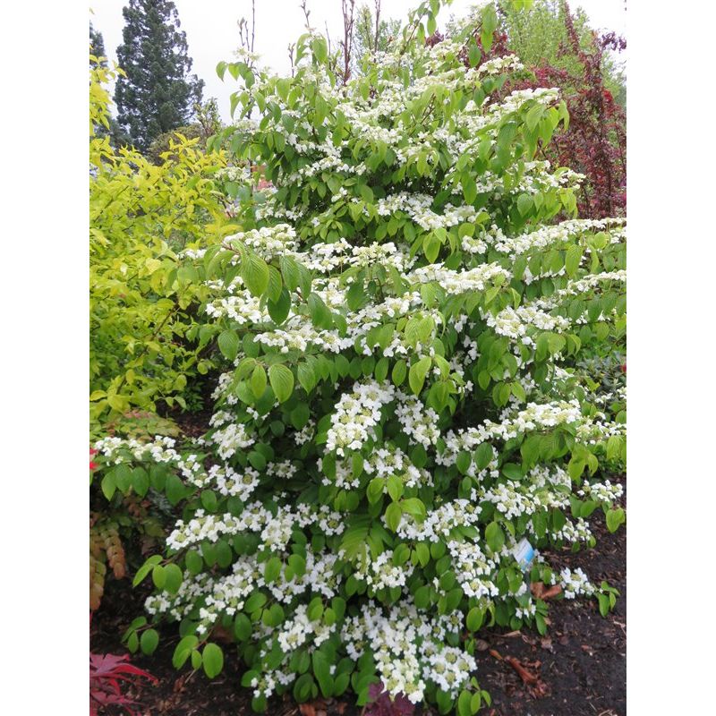 Viburnum plicatum 'Kilimandjaro' sneeuwbal eenvoudig en snel online ...