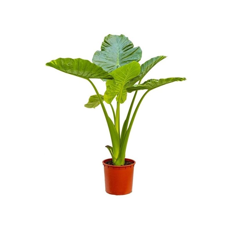 Alocasia