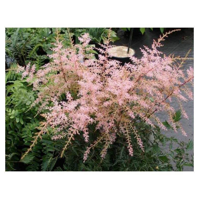 Astilbe simplicifolia Sprite eenvoudig en snel online bestellen?