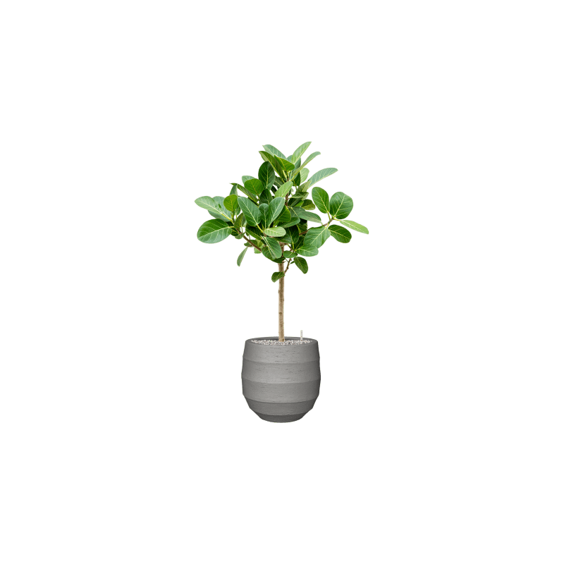 Ficus Benghalensis Audrey op stam kamerplant online bestellen? | Fleur.nl