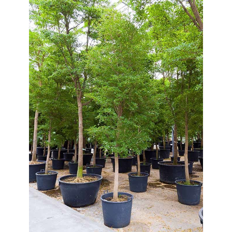 Bucida buceras 'Shady Lady' online bestellen?