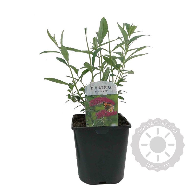 Buddleja davidii 'Royal Red' vlinderstruik eenvoudig en snel online ... Buddleja davidii 'Royal Red' vlinderstruik eenvoudig en snel online ...