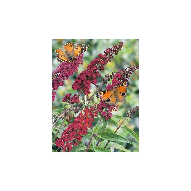 Buddleja davidii 'Royal Red' vlinderstruik eenvoudig en snel online ... Buddleja davidii 'Royal Red' vlinderstruik eenvoudig en snel online ...
