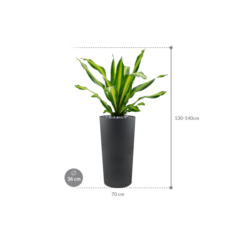 Dracaena fragrans 'Burley' in Grigio