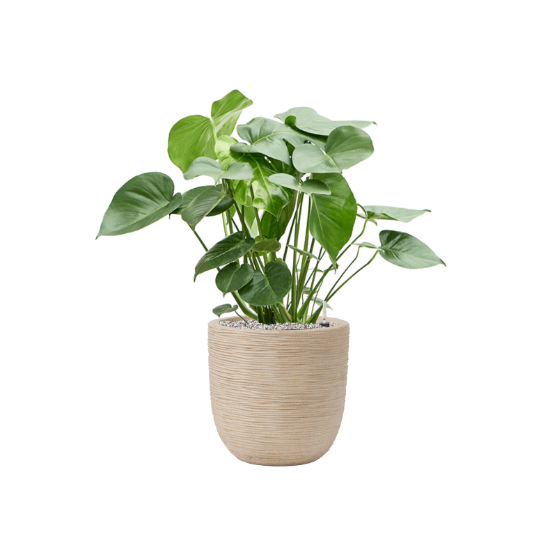 Capi Lux Waste Rib Egg Beige eenvoudig en snel online bestellen?