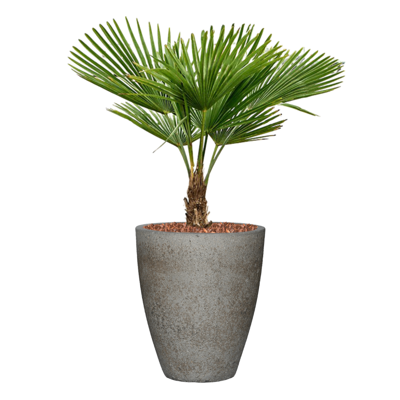 Cement Diotiet Ben Grijs van Pottery Pots online bestellen?