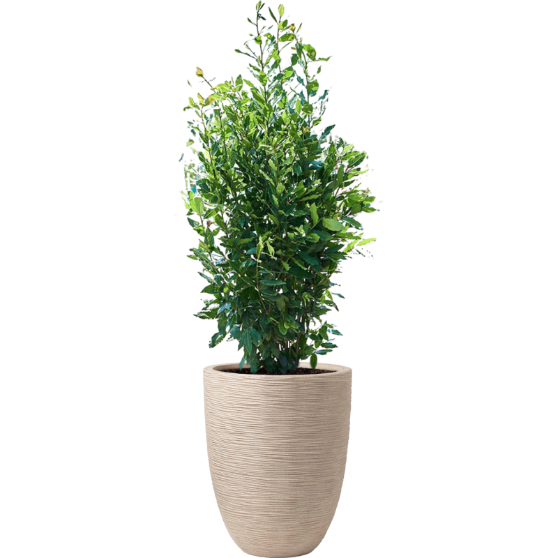 Capi Lux Waste Rib Vase Beige eenvoudig en snel online bestellen?