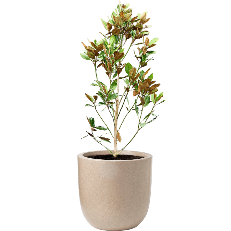 Capi Lux Waste Smooth Egg Beige eenvoudig en snel online bestellen?