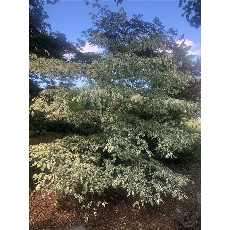 Cornus controversa 'Variegata' eenvoudig en snel online bestellen?