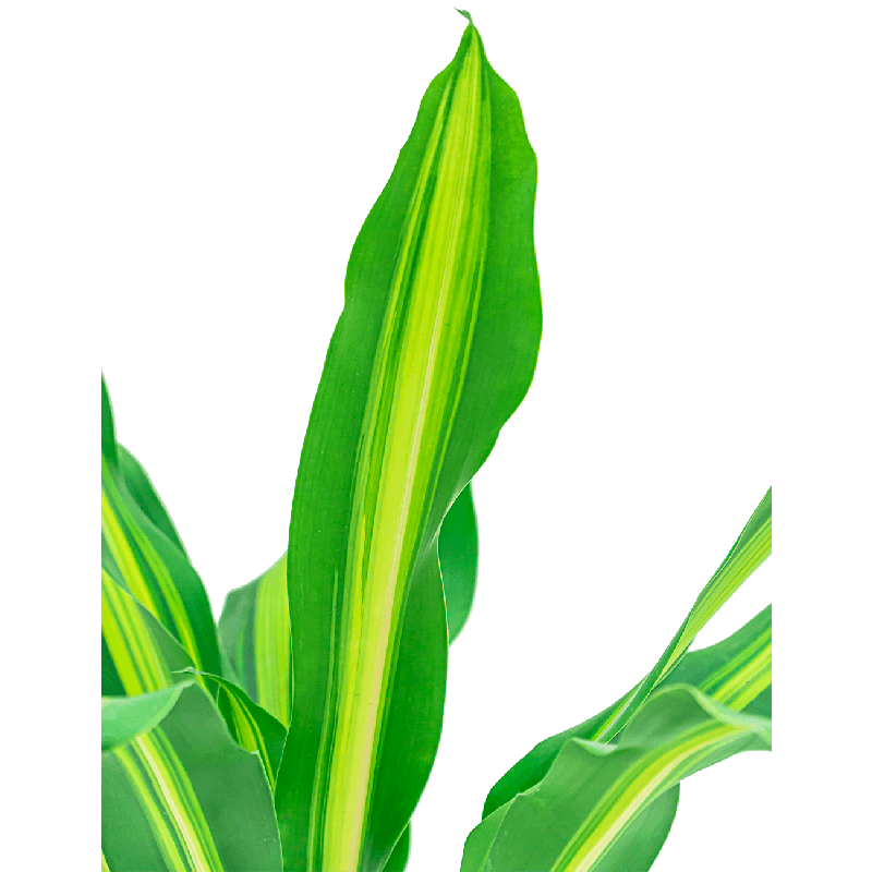 Dracaena fragrans 'Burley' in Grigio