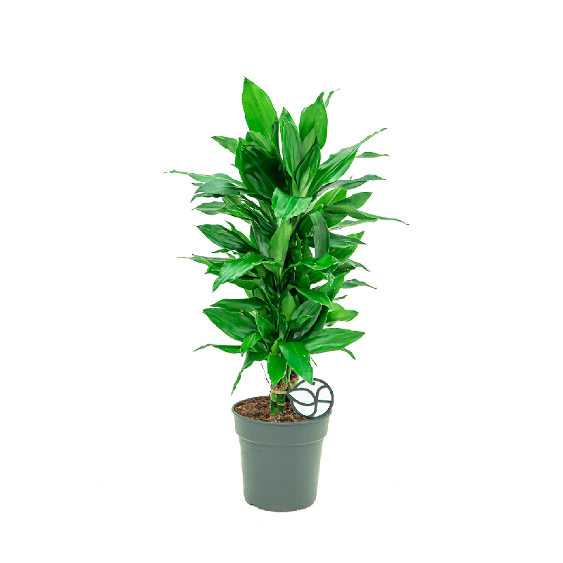 Dracaena Fragrans Janet Lind vertakt eenvoudig en snel online bestellen?