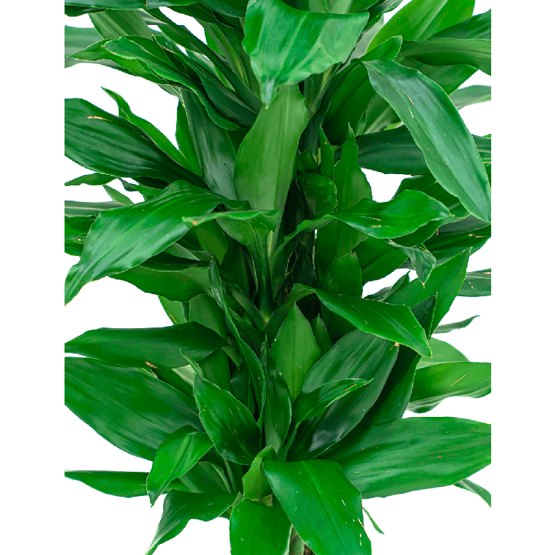 Dracaena Fragrans Janet Lind vertakt eenvoudig en snel online bestellen?