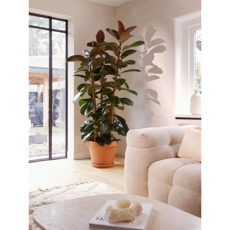 Ficus Elastic Abidjan eenvoudig en snel online bestellen?