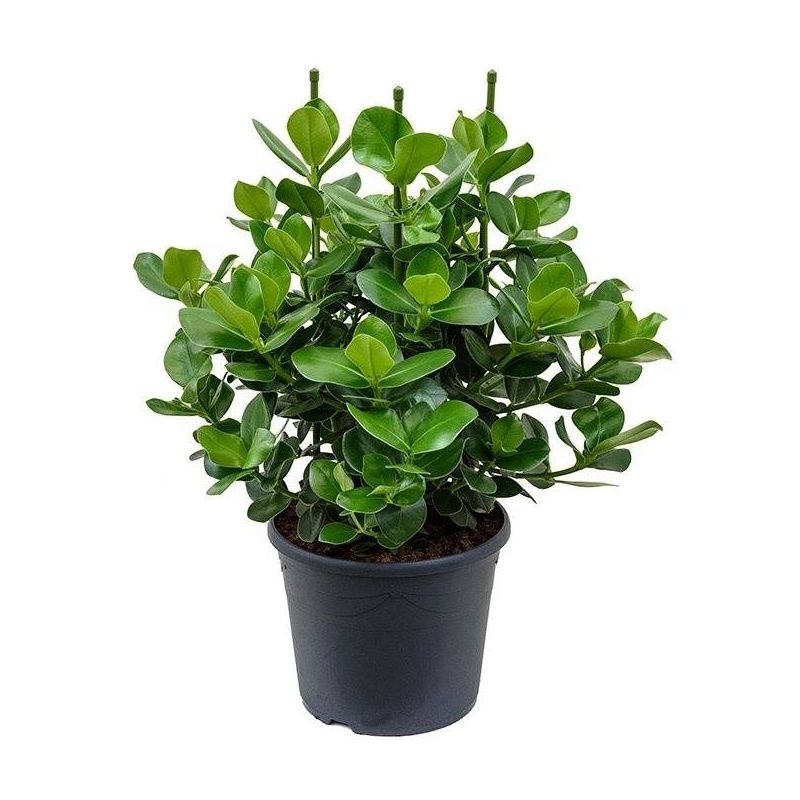 Clusia Prinses Rosea eenvoudig en snel online bestellen?