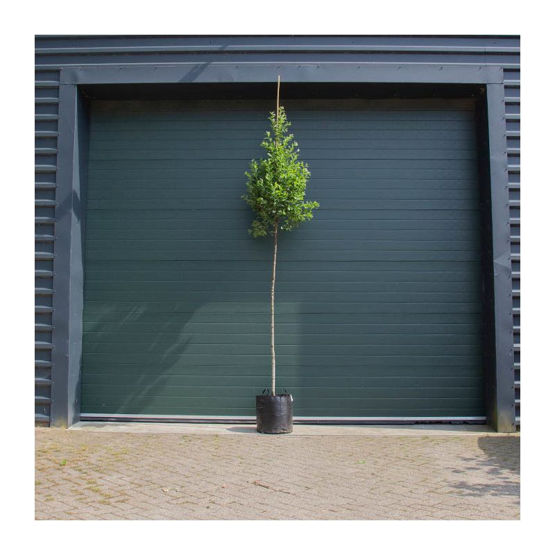 Amelanchier Canadensis Rainbow Pillar eenvoudig en snel online bestellen?