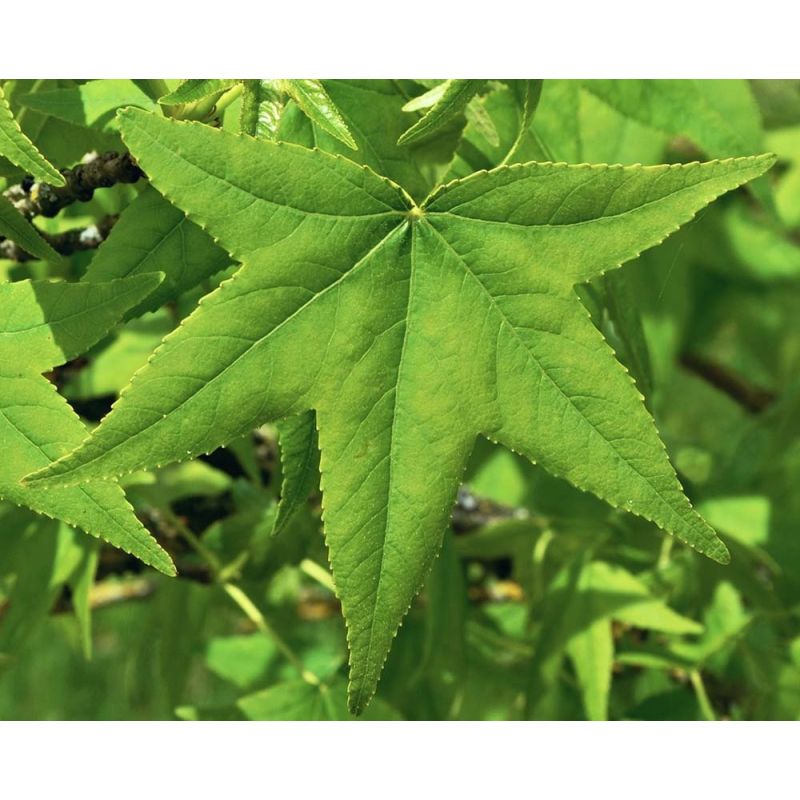 Liquidambar Styraciflua Worplesdon eenvoudig en snel online bestellen?