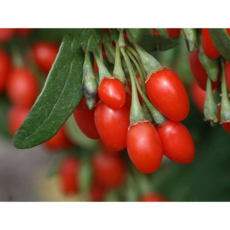 Lycium barbarum 'Instant Succes' Gojibes snel bestellen?