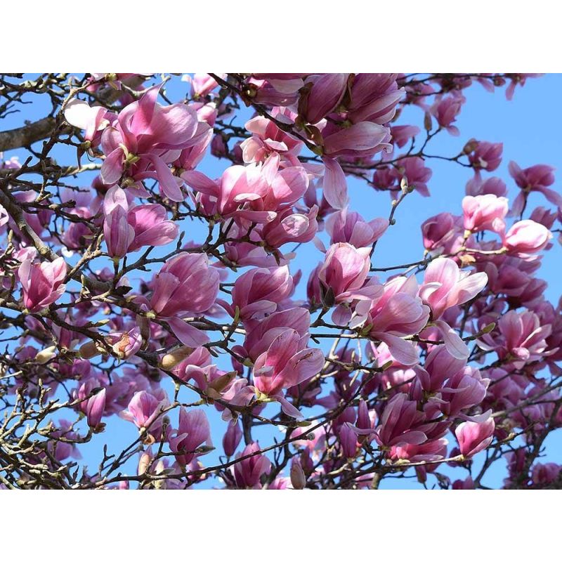 Magnolia Heaven Scent meerstammig eenvoudig en snel online bestellen?
