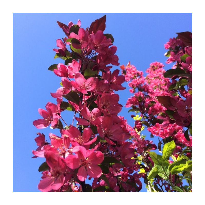 Malus Mokum eenvoudig en snel online bestellen?