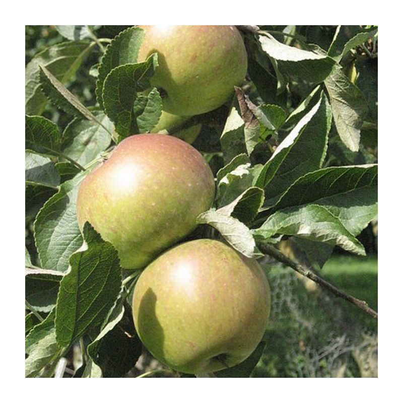 Malus Domestica James Grieve eenvoudig en snel online bestellen?