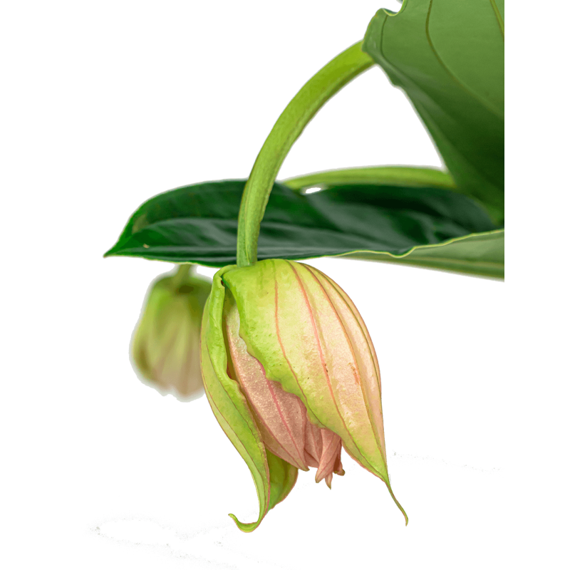 Medinilla Magnifica eenvoudig en snel online bestellen?