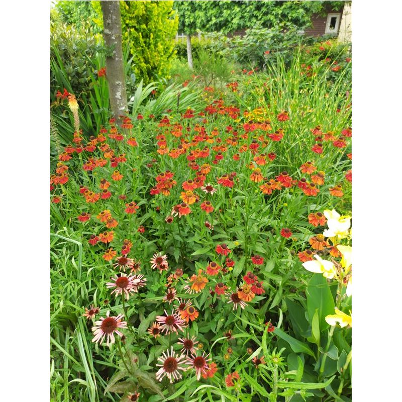 Helenium 'Moerheim Beauty' eenvoudig en snel online bestellen?
