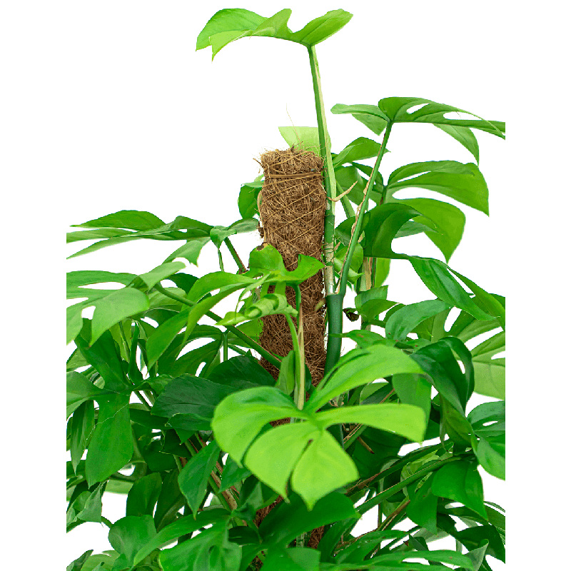 Monstera Minima mosstok hydrocultuur eenvoudig en snel online bestellen?