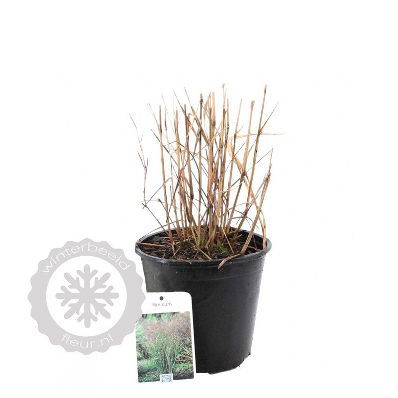 Panicum virgatum 'Heavy Metal' Vingergras snel en eenvoudig online ...